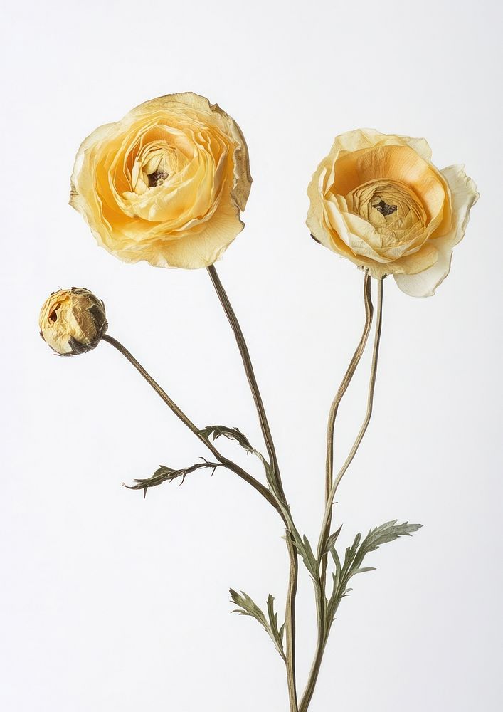 Real Pressed ranunculus flower petals | Free Photo - rawpixel