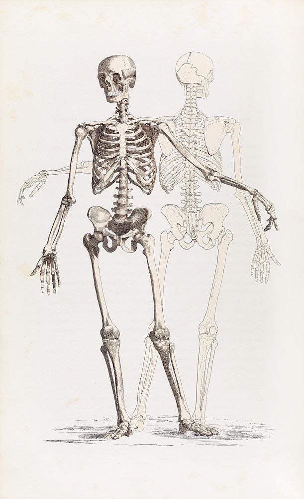 atlas anatomical plates human body | Free Photo Illustration - rawpixel