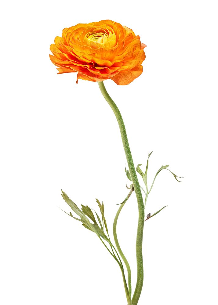 Vibrant orange ranunculus flower lush | Premium Photo - rawpixel
