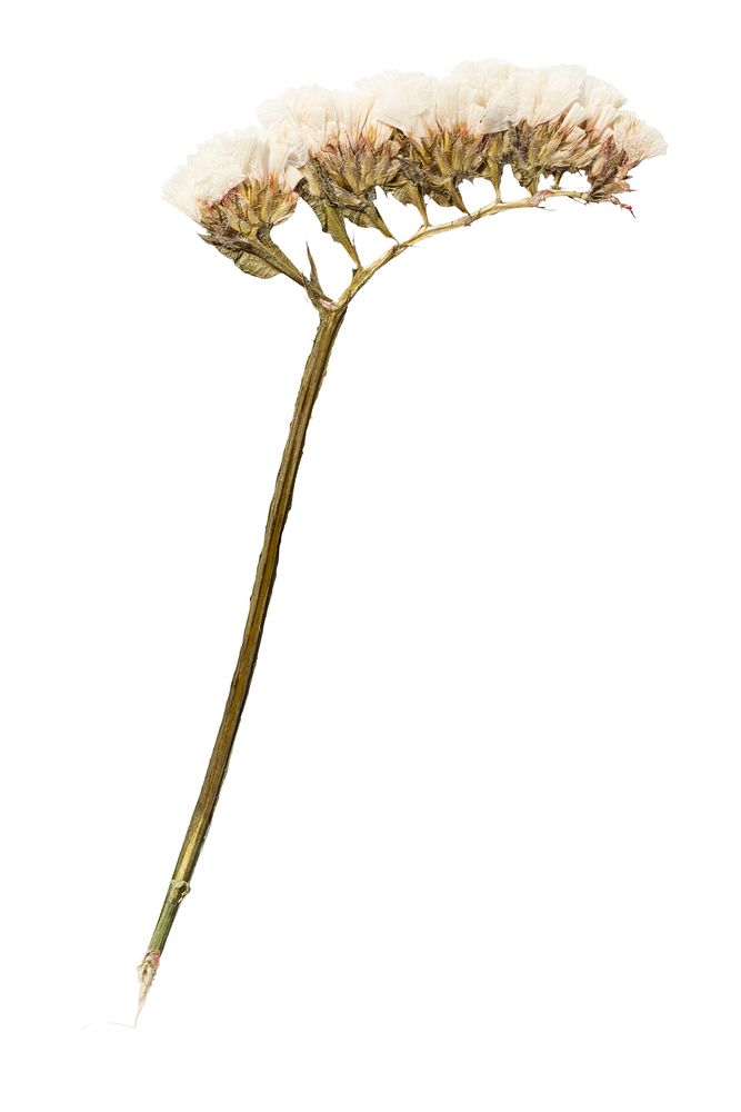 Delicate white statice flower single | Premium Photo - rawpixel