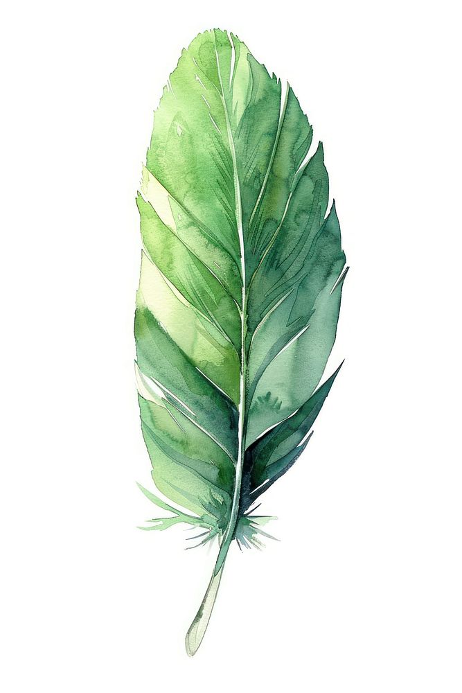 Watercolor illustration green feather vegetable | Free Photo ...