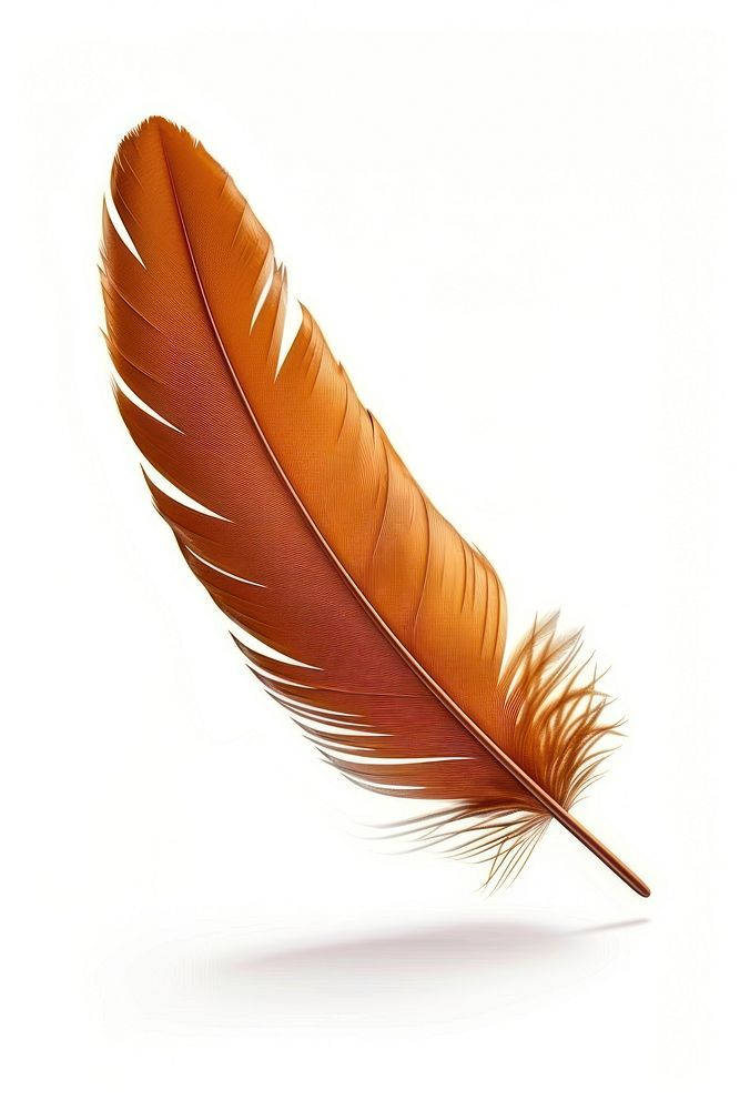 Feather brown illustration accessories | Free Photo - rawpixel