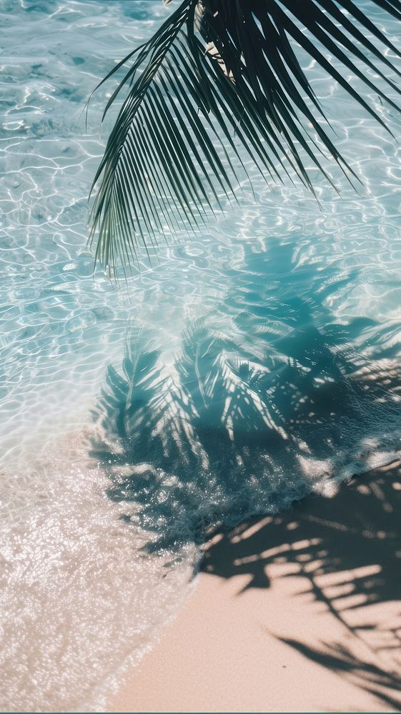 Water and coconut leaf shadow | Free Photo - rawpixel
