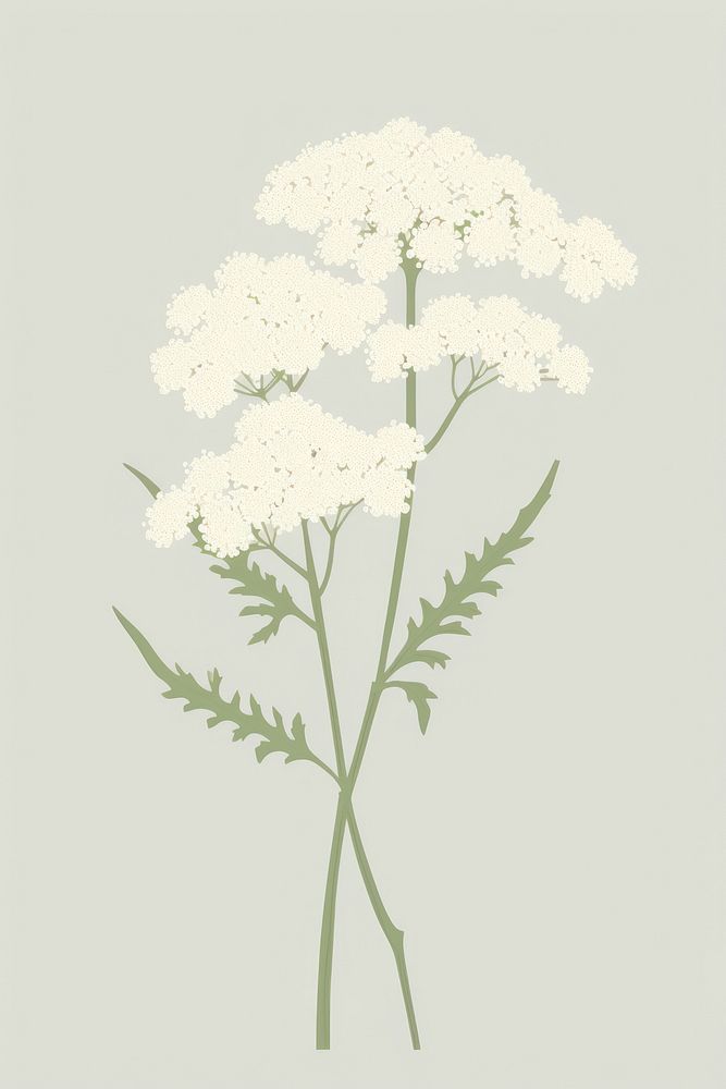White yarrow flower illustration plant | Free Photo Illustration - rawpixel