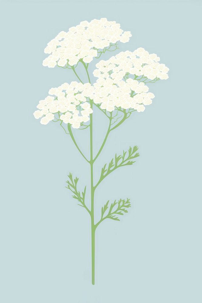 White yarrow flower illustration plant | Free Photo Illustration - rawpixel