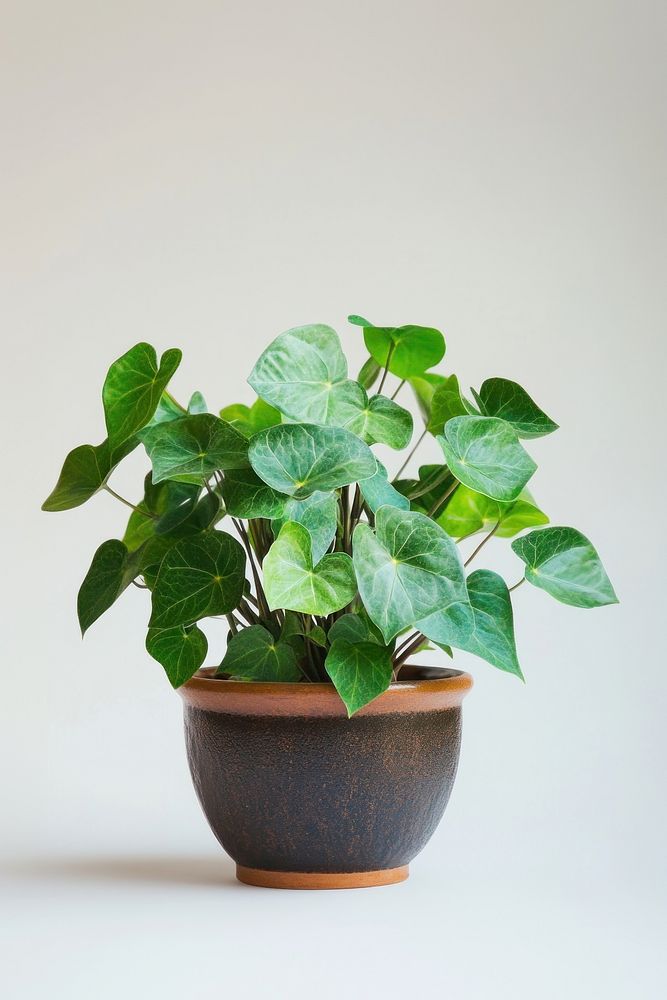 Indoor house plant leaves leaf | Free Photo - rawpixel