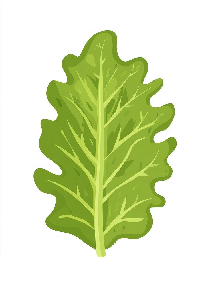 Lettuce leaf illustration vegetable produce. | Free Photo Illustration - rawpixel