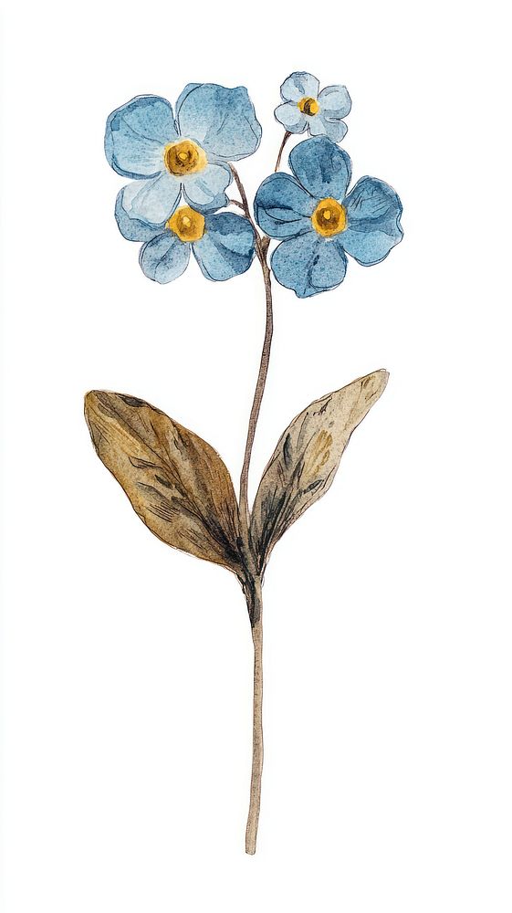 Aesthetic Forget-Me-Nots flower flowers art | Free Photo Illustration ...