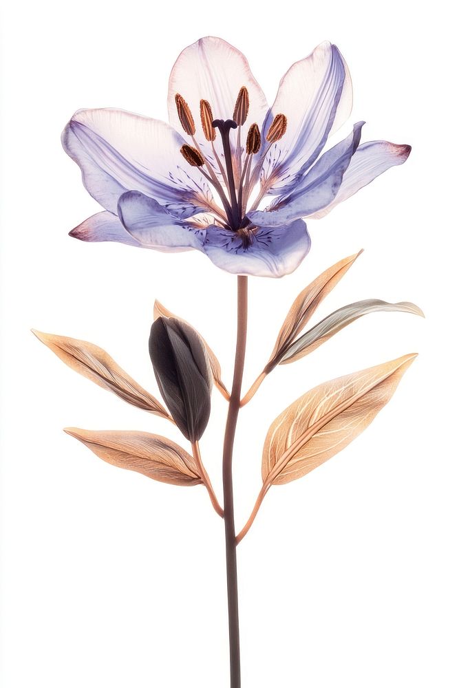Lily flower lily illustration translucent. | Free Photo - rawpixel