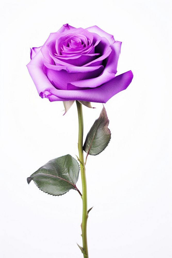 Purple rose flower photography botanical. | Free Photo - rawpixel