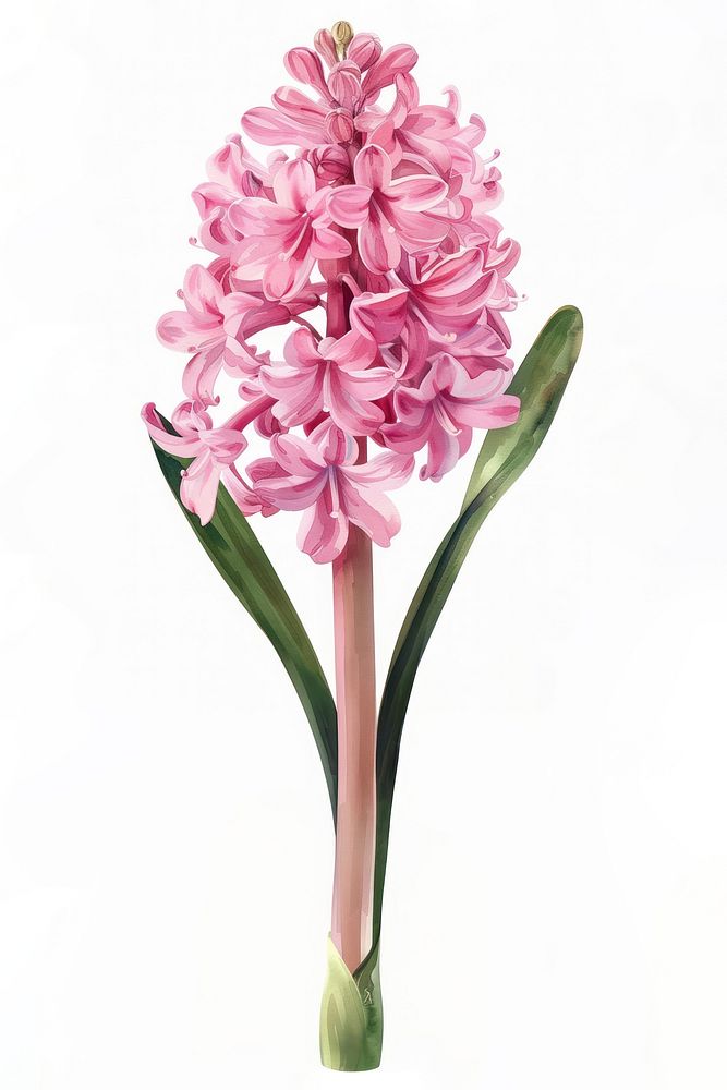 Pink Hyacinths flower illustration hyacinth | Free Photo Illustration ...