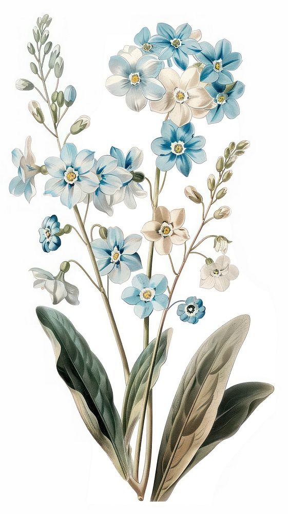 Forget-Me-Nots flower flowers art illustration. | Free Photo ...