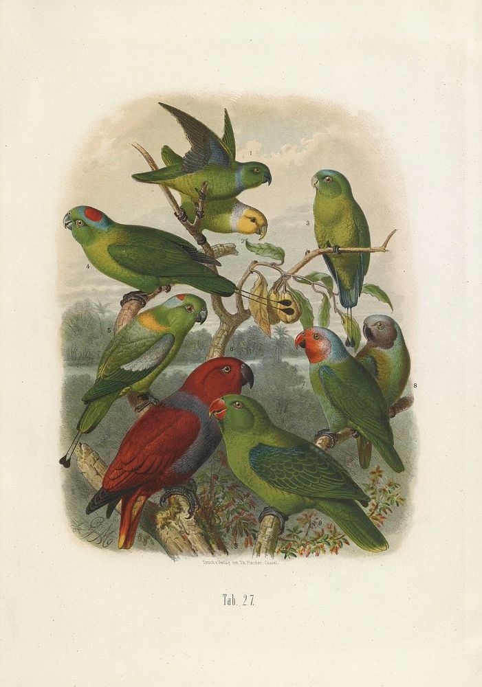 Parrots Pampas: Venezuela Parrot, Passerine | Free Photo Illustration ...