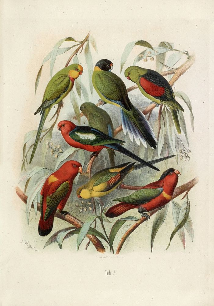 Lories, Parakeets nd Parrots: Barraband's | Free Photo Illustration ...