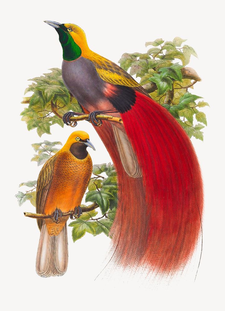 Paradisea Decora, Salv. Et Crodm. | Free Photo Illustration - rawpixel