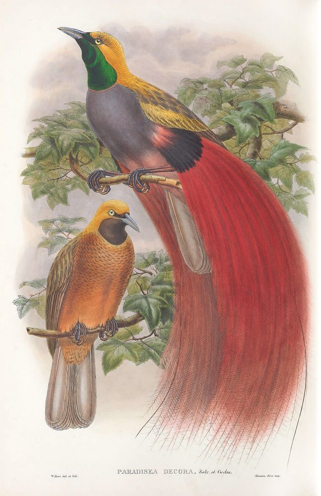 Paradisea Decora, Salv. Et Crodm. | Free Photo Illustration - rawpixel