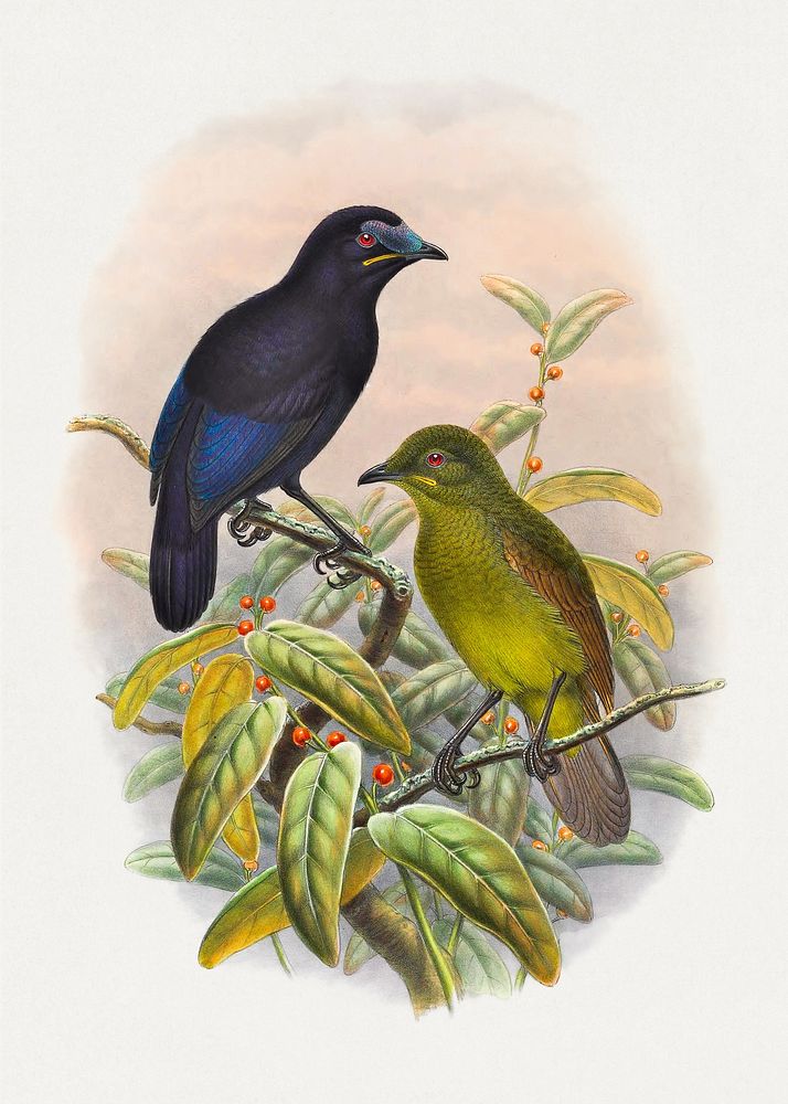 Loria's Satinbird Monograph Paradiseidae Richard | Free Photo ...