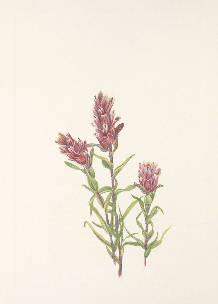 Rose Paintbrush North American Wildflowers | Free Photo Illustration ...