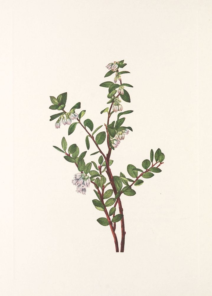 Box Huckleberry North American Wildflowers | Free Photo Illustration ...
