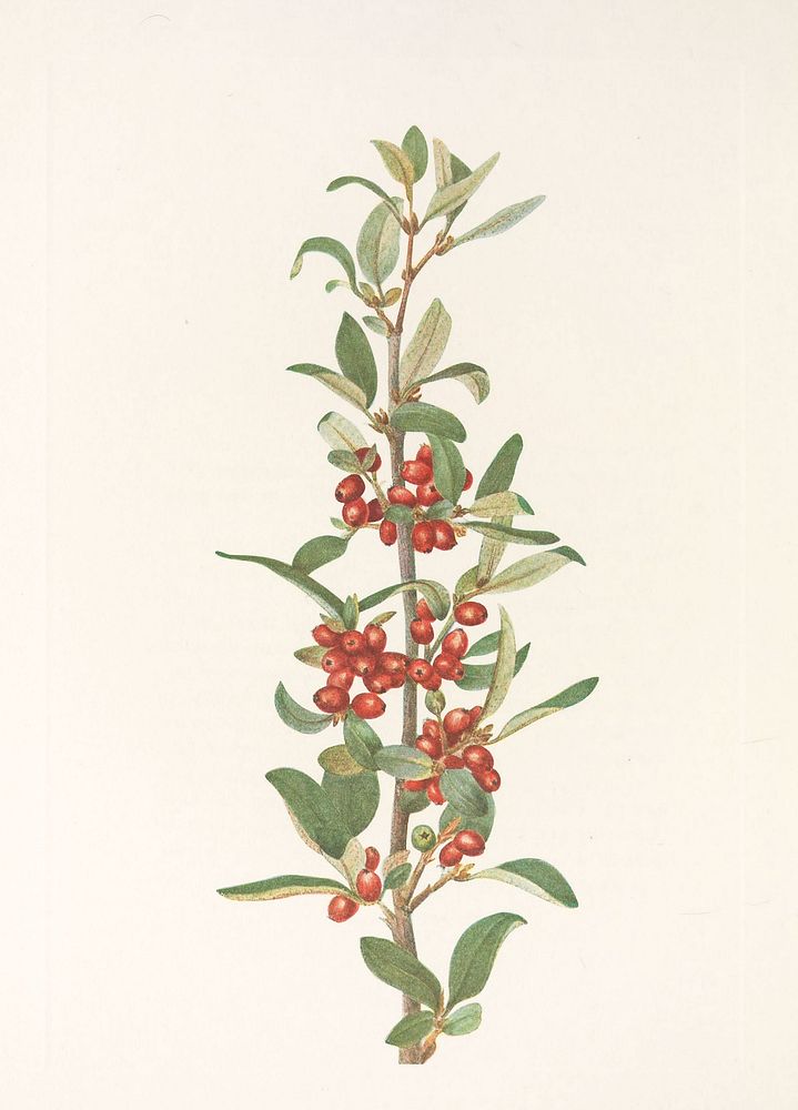 Canada Buffaloberry North American Wildflowers | Free Photo ...