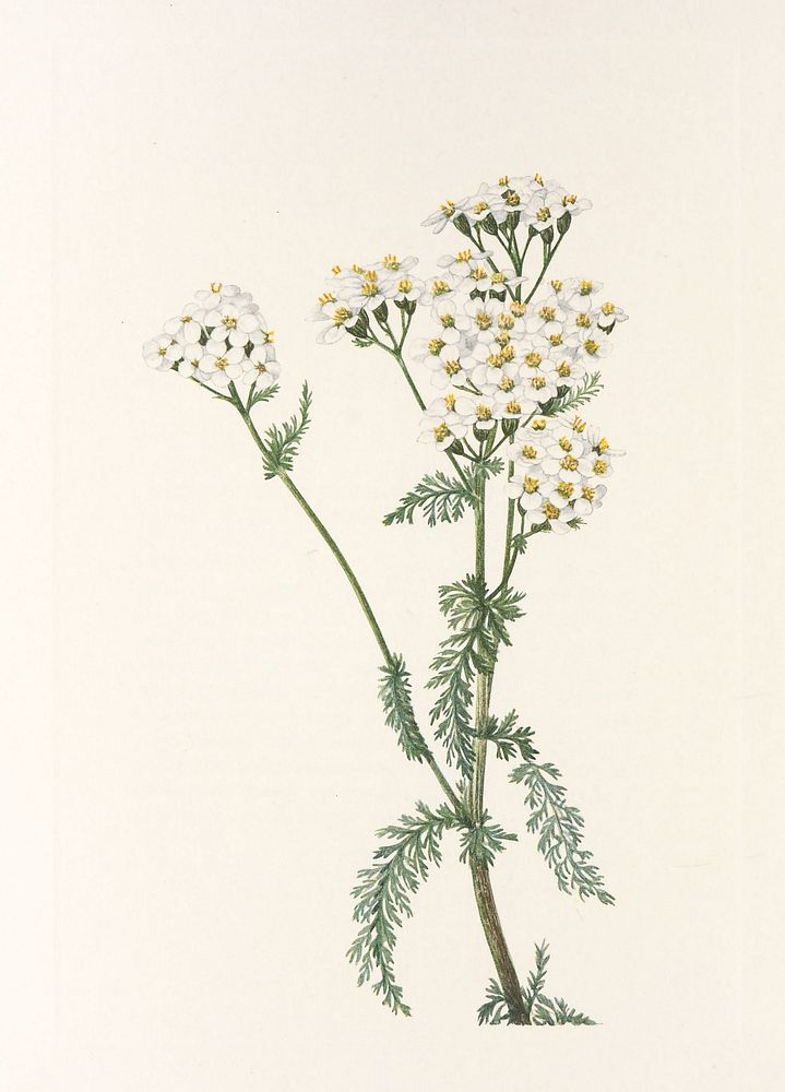 Yarrow Flowers Images | Free Photos, PNG Stickers, Wallpapers ...