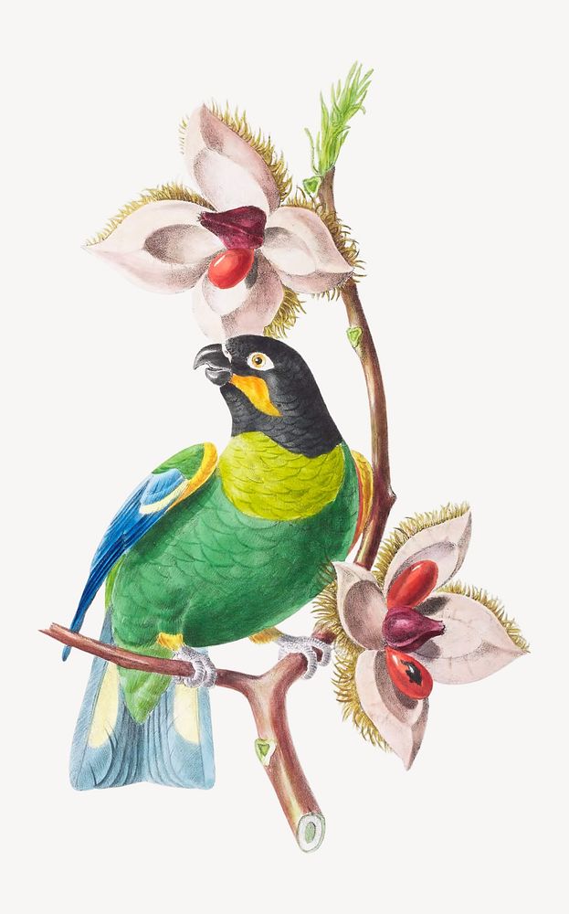 Brazilian Bird, vintage Brazilian bird | Free PSD Illustration - rawpixel