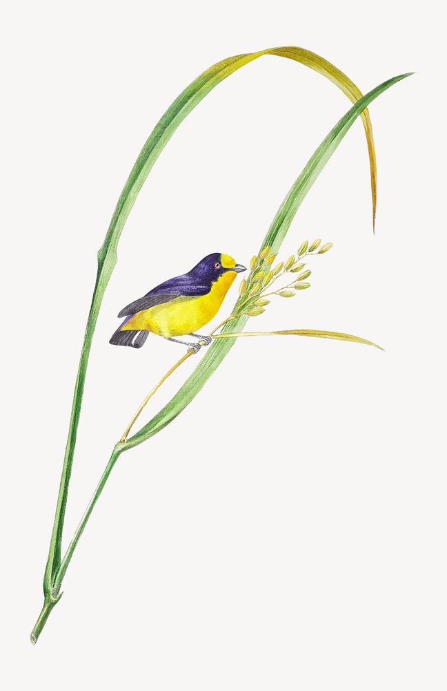 Violaceous euphonia, vintage Brazilian bird | Free PSD Illustration ...