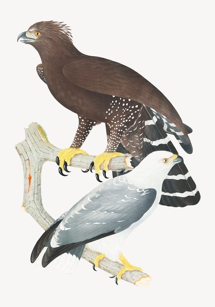 Crested Eagle White-necked hawk History | Free PSD - rawpixel