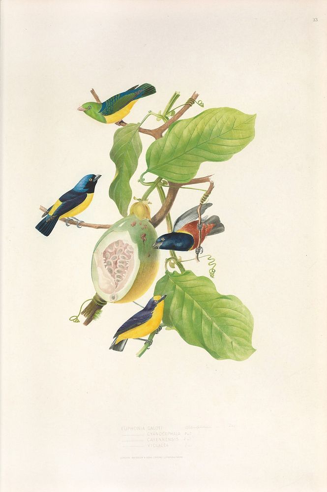 Brazilian birds History birds Brazil | Free Photo Illustration - rawpixel