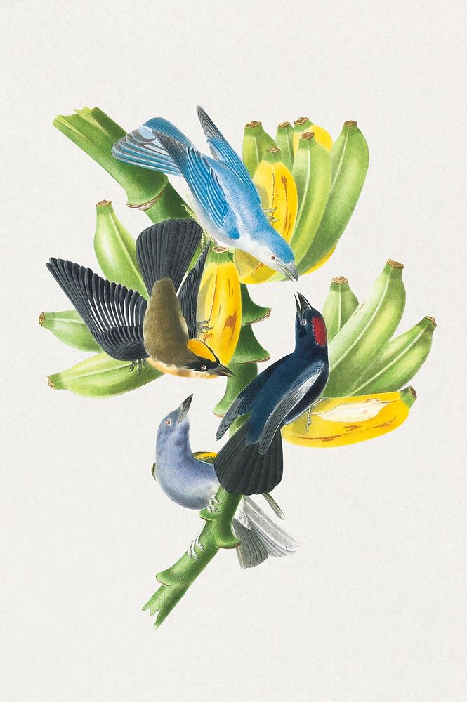 Brazilian birds History birds Brazil | Free Photo Illustration - rawpixel