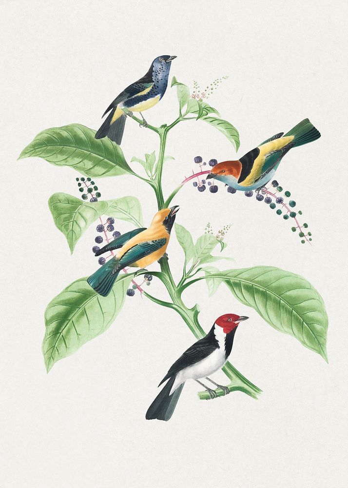 Brazilian birds History birds Brazil | Free Photo Illustration - rawpixel