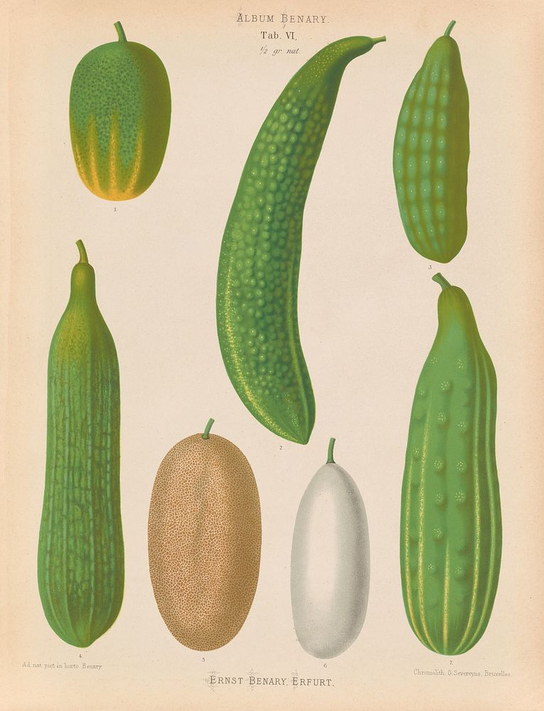 Cucumbers Album Benary (1876-1886) Ernst | Free Photo Illustration ...