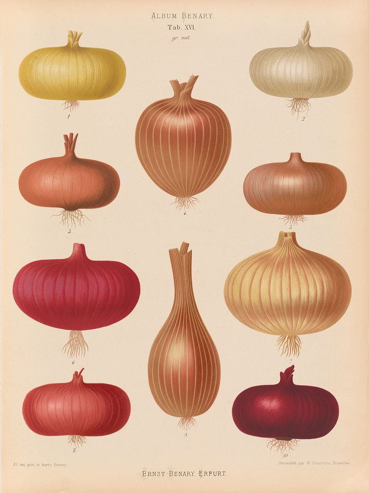 Onions Album Benary (1876-1886) Ernst | Free Photo Illustration - rawpixel