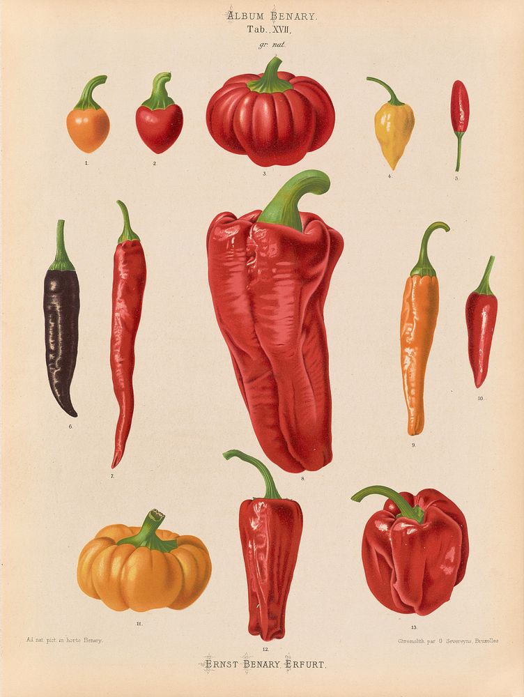 Album Benary | Free CC0 Public Domain Vegetable Art Illustrations ...