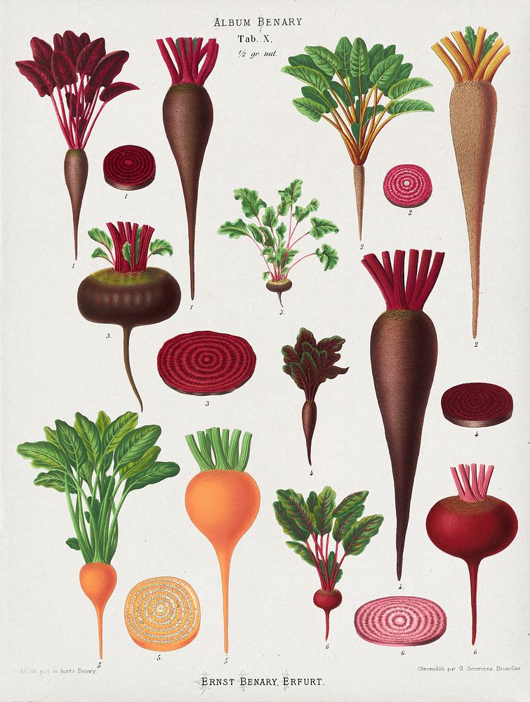 Beets Album Benary (1876-1886) Ernst | Free Photo Illustration - rawpixel
