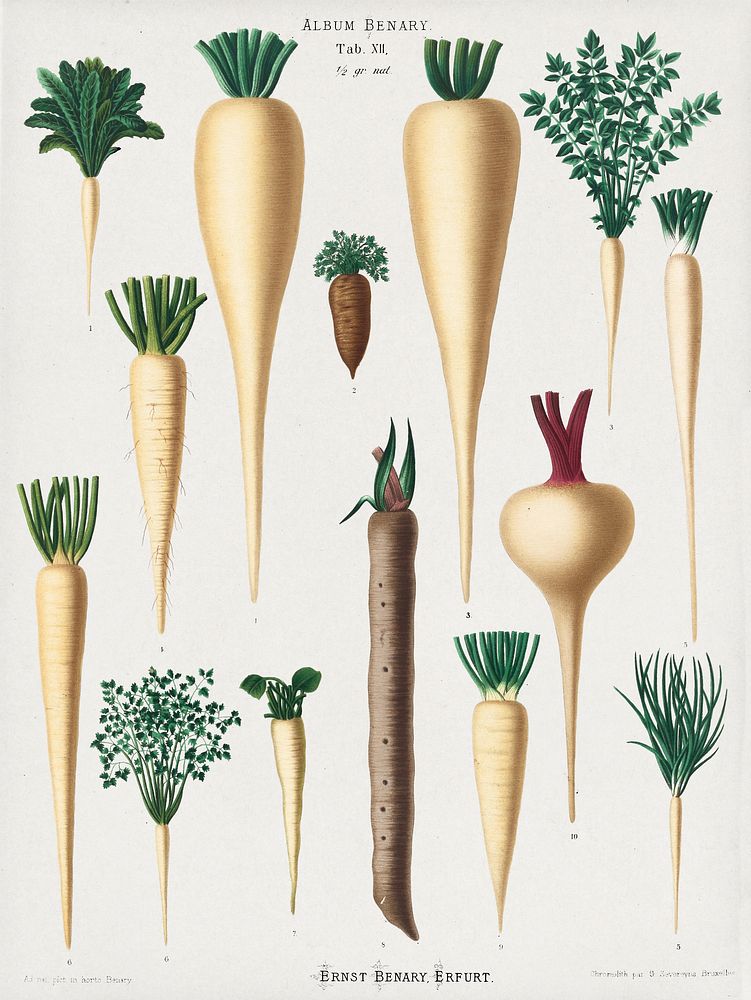 Culinary Roots Album Benary (1876-1886) | Free Photo Illustration ...