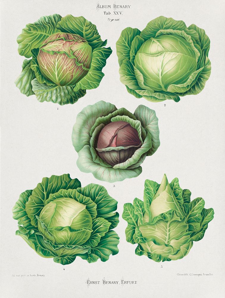 Cabbages Album Benary (1876-1886) Ernst | Free Photo Illustration ...