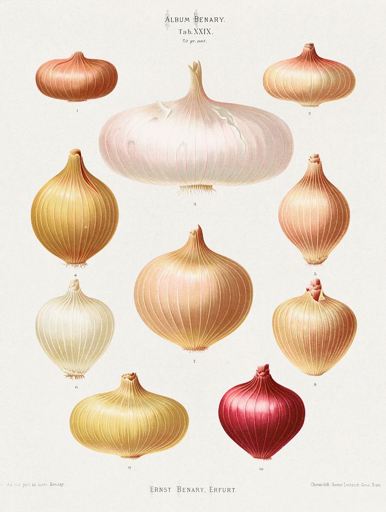 Onions Album Benary (1876-1886) Ernst | Free Photo Illustration - rawpixel