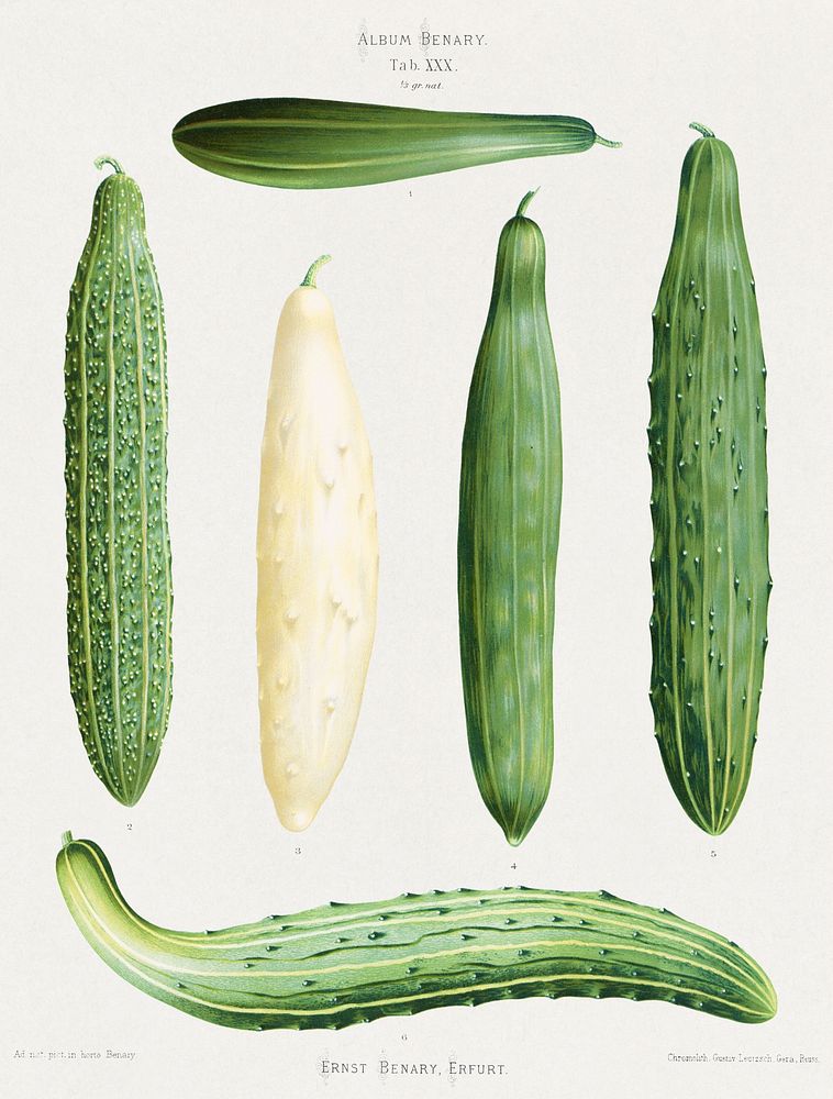 Frame Cucumbers Album Benary (1876-1886) | Free Photo Illustration ...
