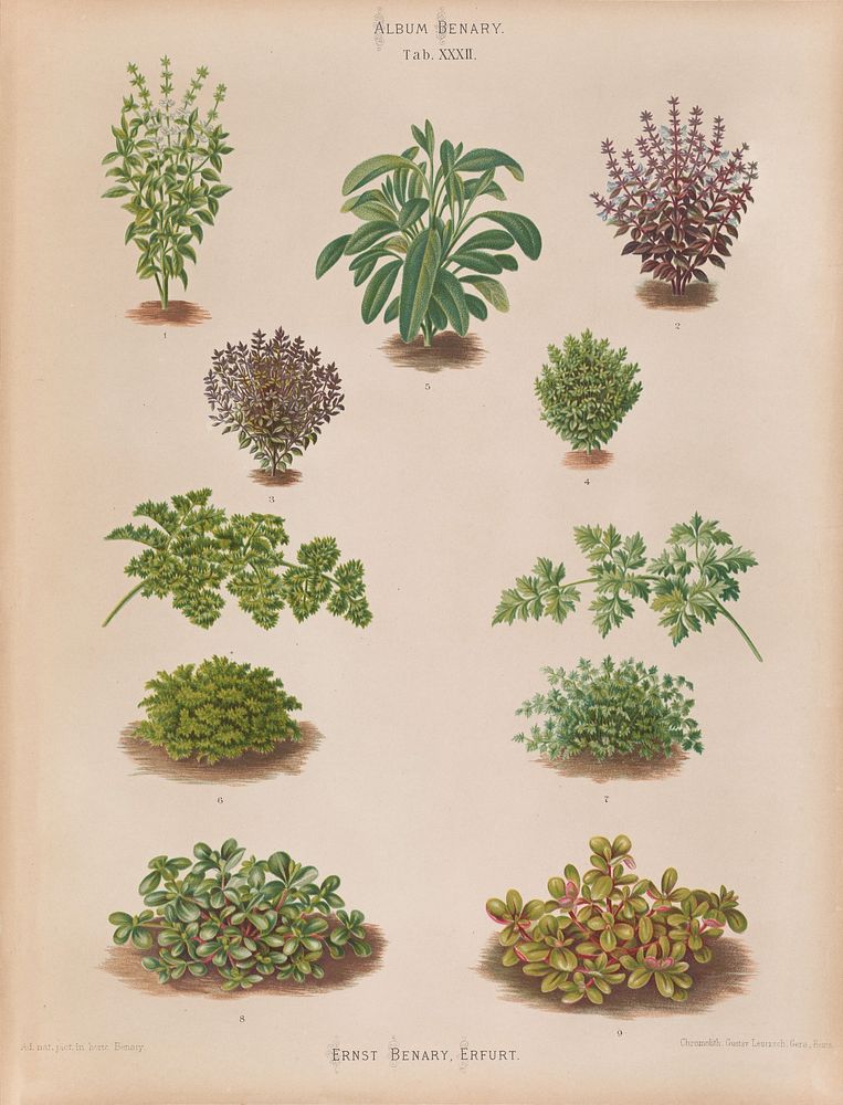 Botanical bushes Album Benary (1876-1886) | Free Photo Illustration ...