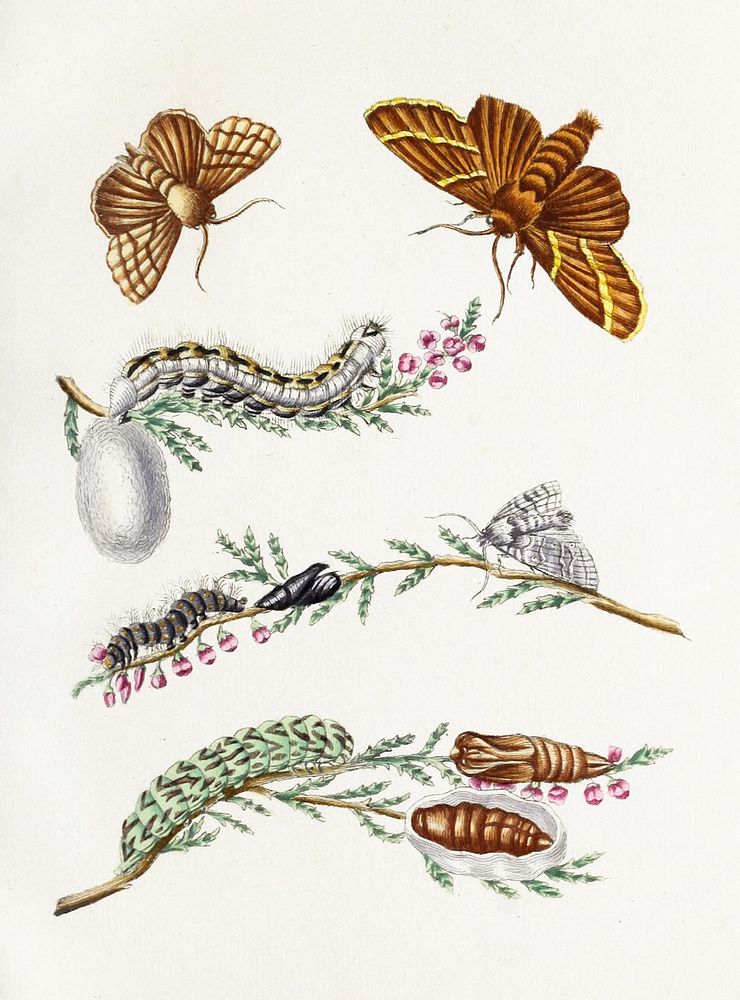 Caterpillars, butterflies and flowers illustration | Free Photo ...