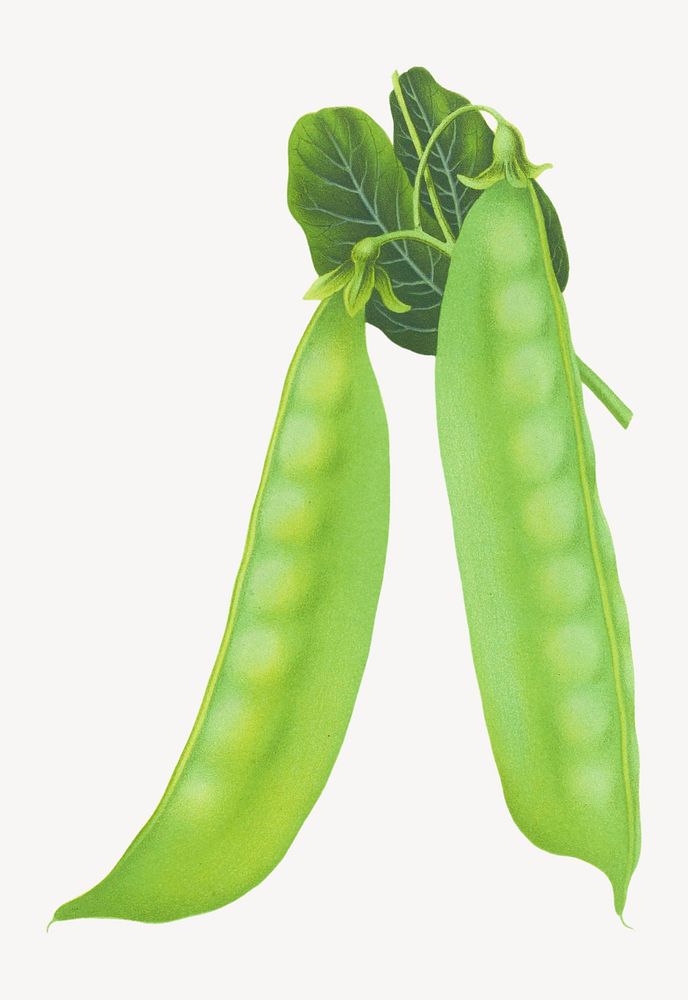 Fresh green pea pods illustration | Free PSD - rawpixel