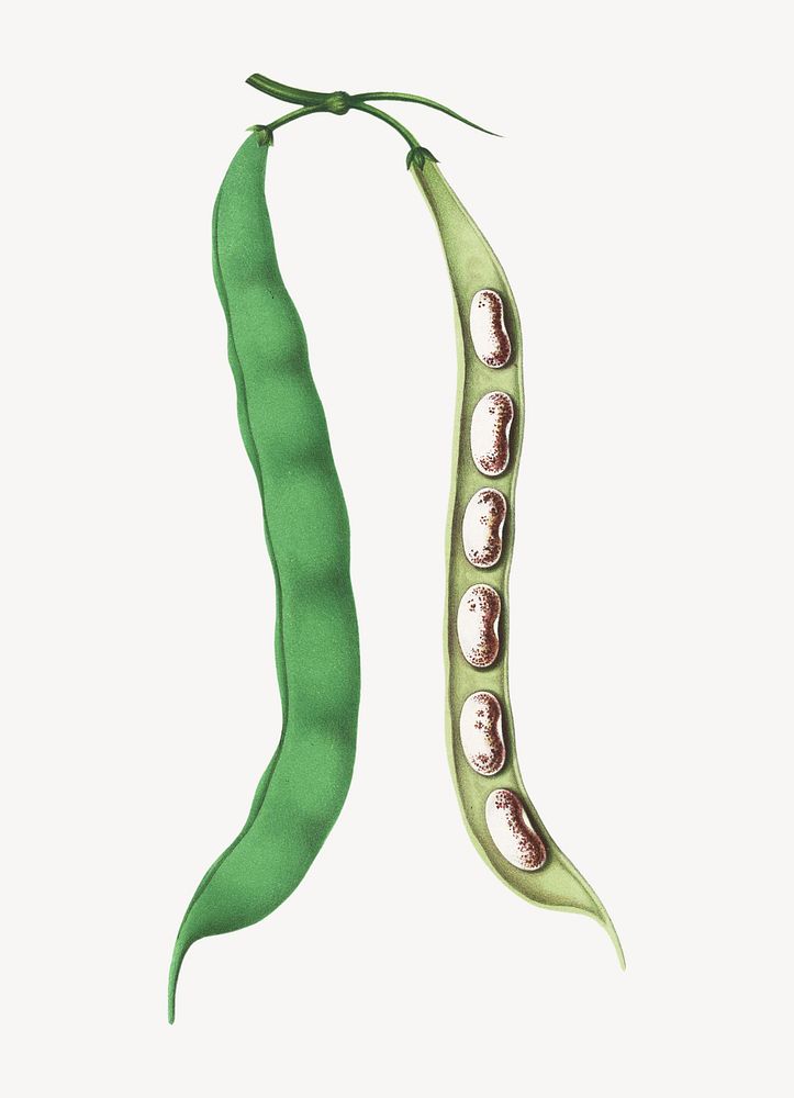 Botanical bean illustration art isolated | Free Photo Illustration ...