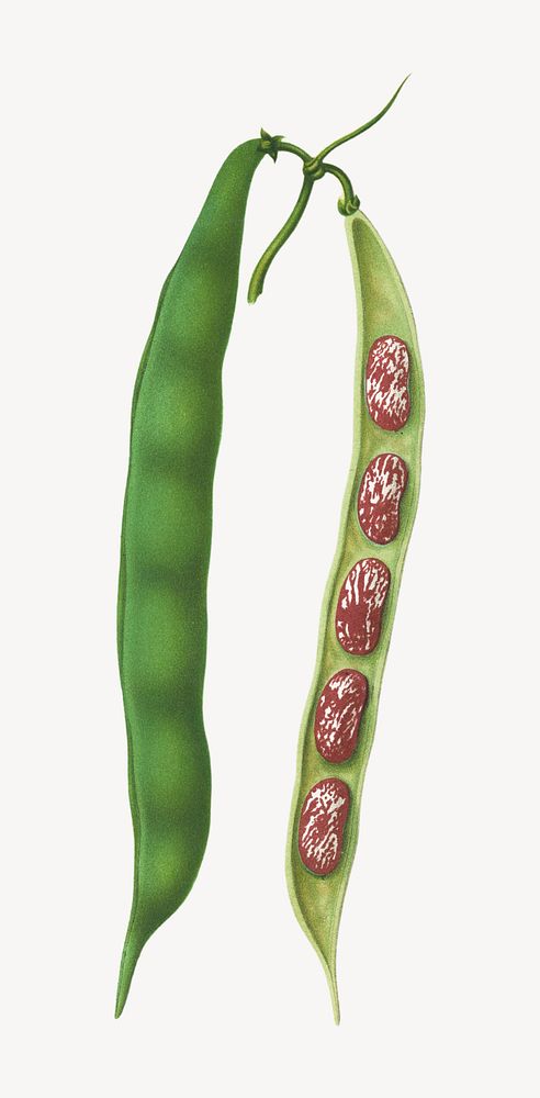 Vintage botanical bean illustration psd. | Free PSD - rawpixel