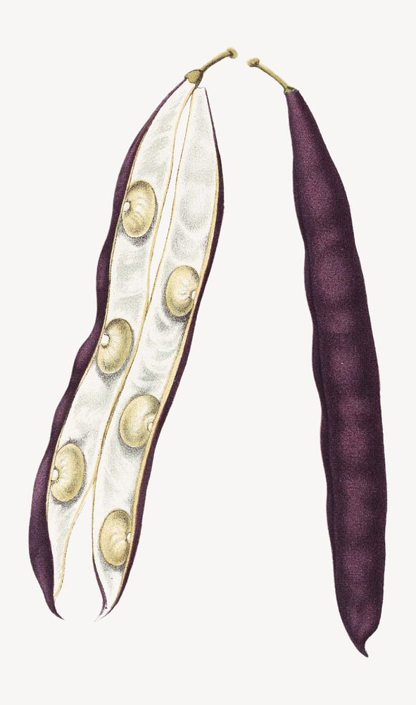 Vintage botanical bean illustration isolated | Free Photo Illustration ...