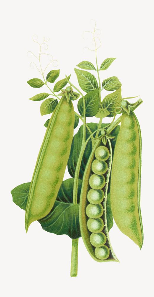 Vintage botanical pea illustration psd. | Free PSD - rawpixel