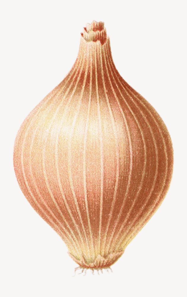 Detailed illustration onion psd. Remixed | Free PSD - rawpixel