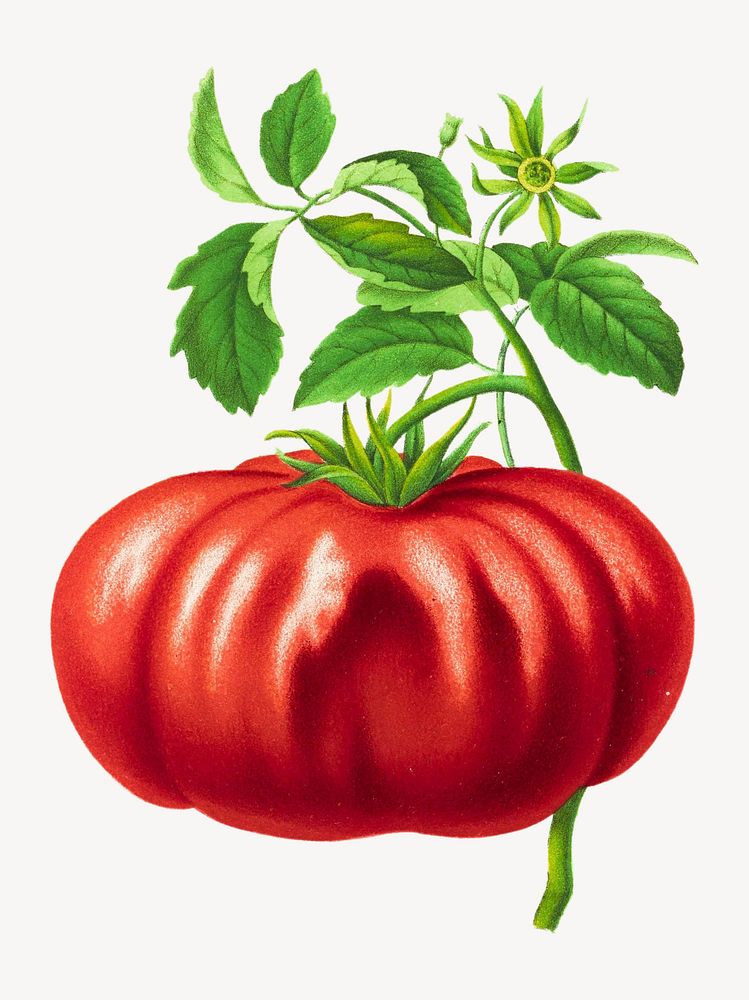 Vintage tomato botanical illustration isolated | Free Photo ...