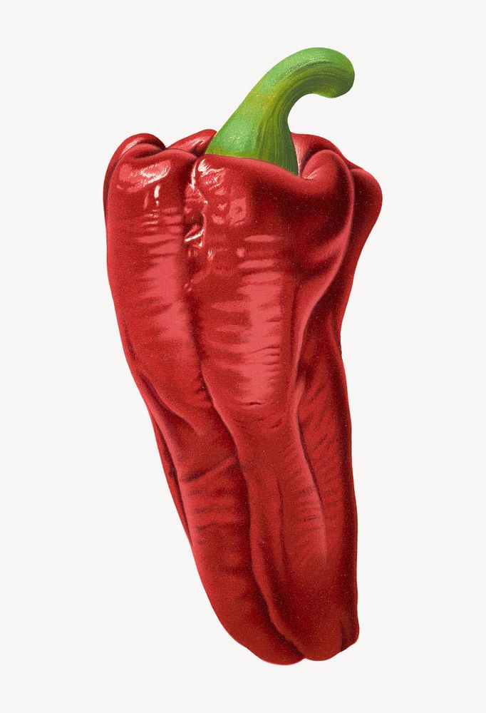 Vintage red pepper illustration psd. | Free PSD - rawpixel