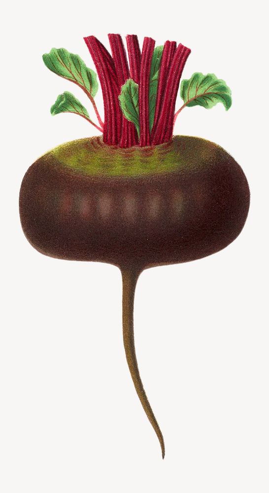 Vintage botanical beetroot illustration isolated | Free Photo ...
